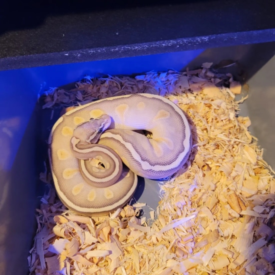 Pewter Hypo Butter Ball Python by Richie Boos Ball Pythons