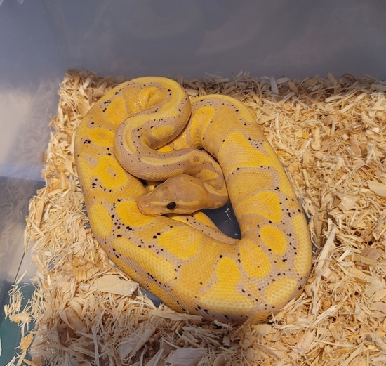 Mahogany Banana Ball Python by Richie Boos Ball Pythons