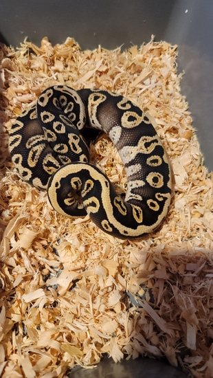 Trick Mystic Ghi Pastel Ball Python by Richie Boos Ball Pythons