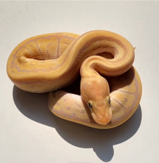 Super Coral Glow Jigsaw Ball Python by Richie Boos Ball Pythons