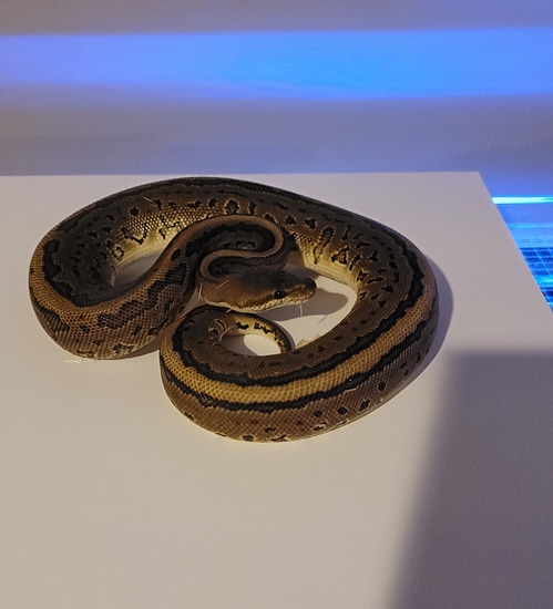 Leopard Cinnamon Pinstripe Ball Python by Richie Boos Ball Pythons