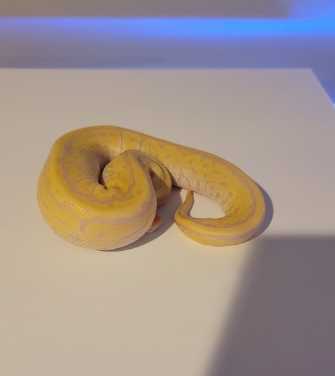 Banana Jigsaw Ball Python by Richie Boos Ball Pythons