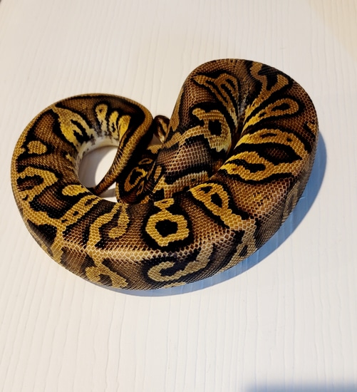 Vudoo Leopard Pastel Ball Python by Richie Boos Ball Pythons