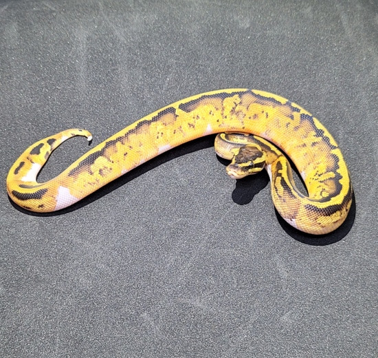 Pied Pastel Ball Python by Richie Boos Ball Pythons