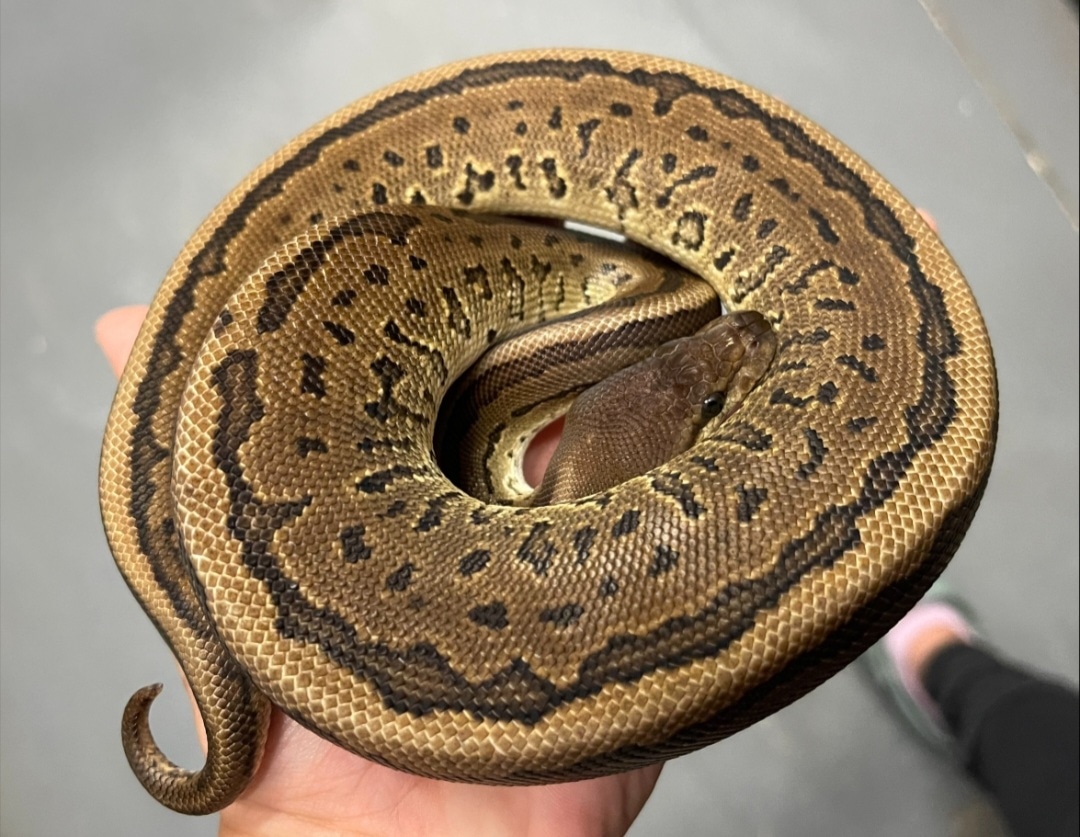 Cinnamon Leopard Pinstripe Ball Python by Richie Boos Ball Pythons ...