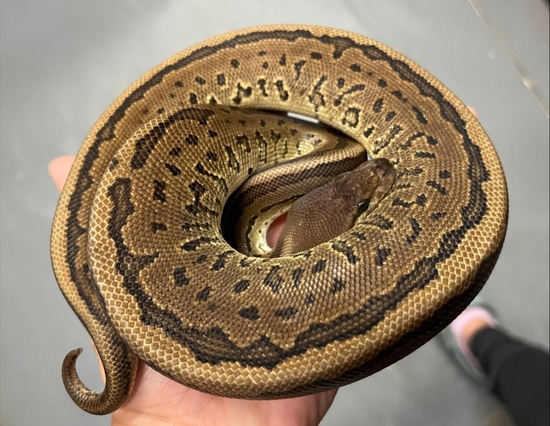 Cinnamon Leopard Pinstripe Ball Python by Richie Boos Ball Pythons
