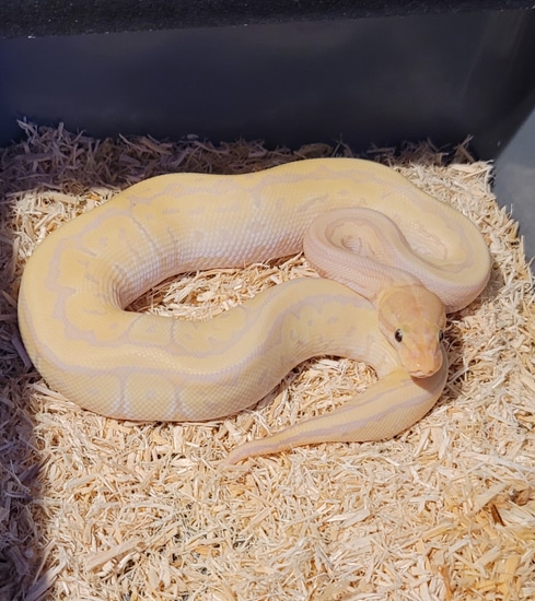Banana Mojave Pinstripe Ball Python by Richie Boos Ball Pythons