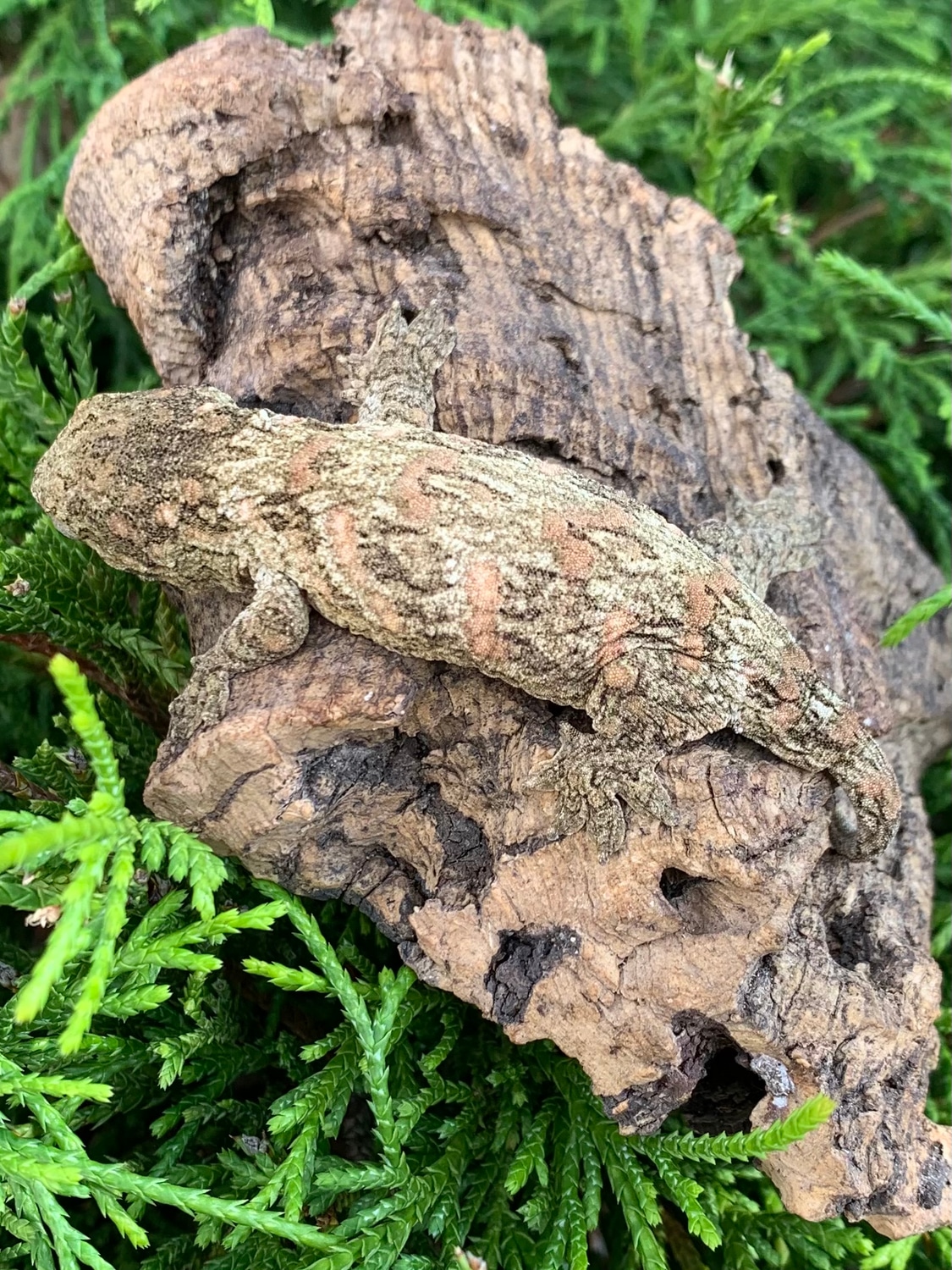 GTX Koghis Nuu Ana Leachianus Gecko by Self Trusted Reptiles - MorphMarket