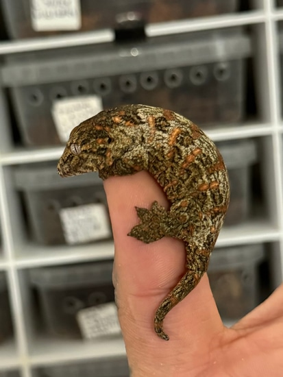High Color (Purple) Leachianus Gecko by Self Trusted Reptiles
