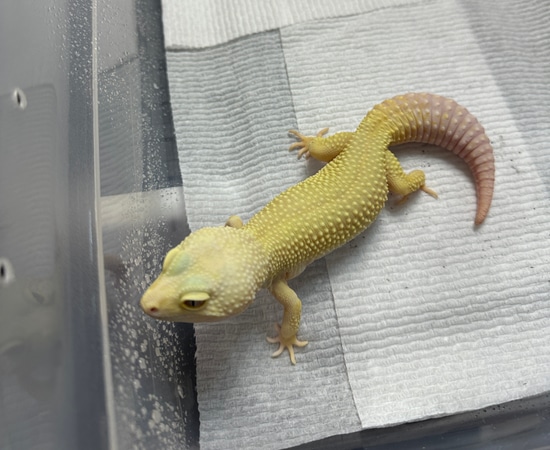 Tremper Albino Murphy's Patternless Leopard Gecko by Richie's Reptiles ...