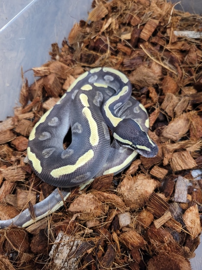 Ghi Mojave Het Hypo 50% Het Clown Ball Python by Caffeinated_Creations