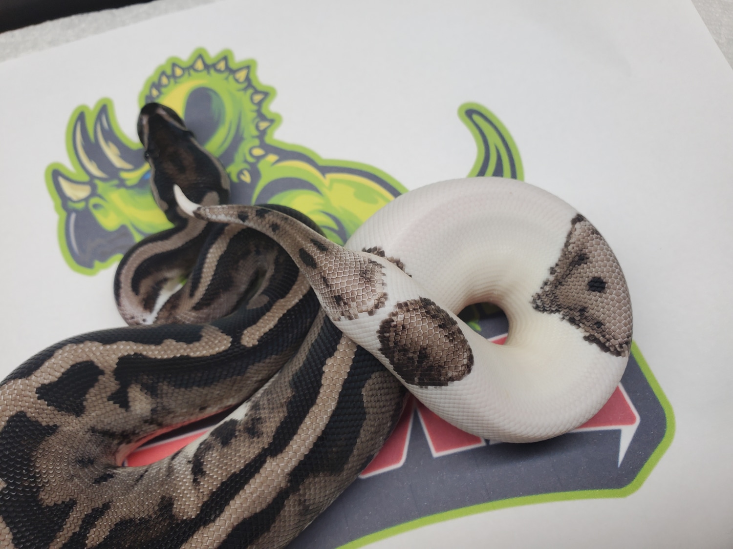 Orange Dream, Axanthic Pied Ball Python by Rich McColl's Serpents ...