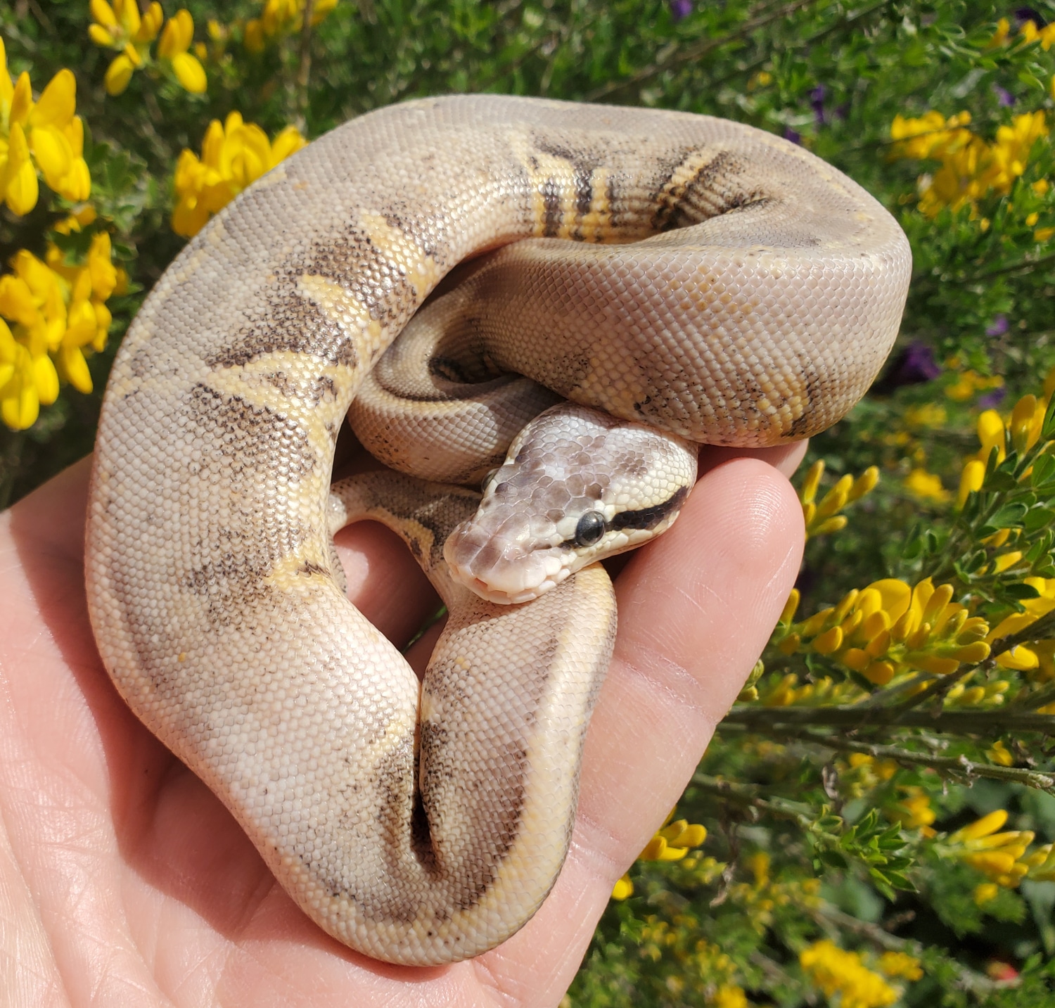 Stranger, Super Pastel, Leopard, 66% Het Clown Pos Yellowbelly Ball ...
