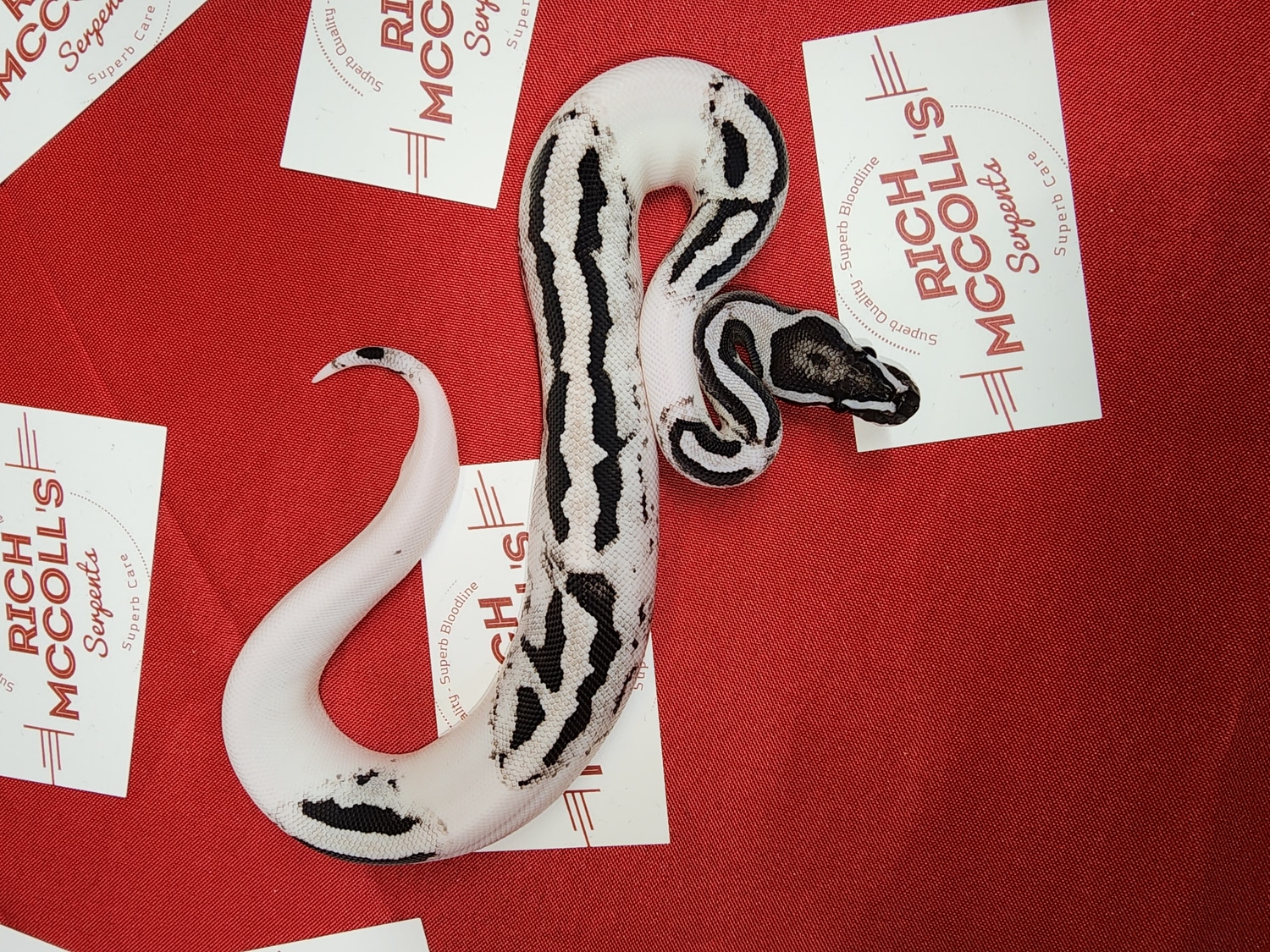 MJ Axanthic, Orange Dream Pied Ball Python by Rich McColl's Serpents ...
