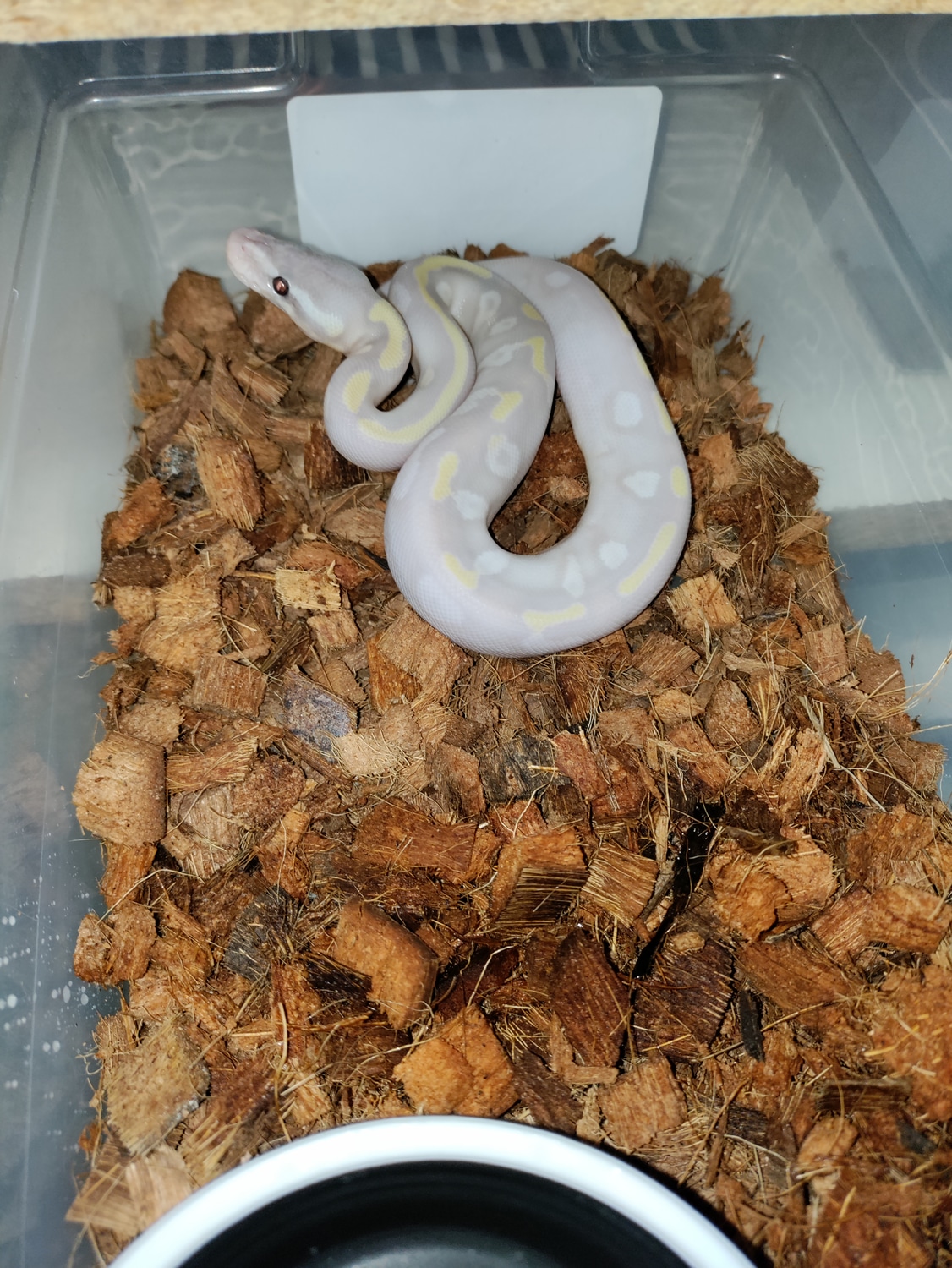 Super Banana Mojave Sugar Het Orange Ghost Ball Python by ...
