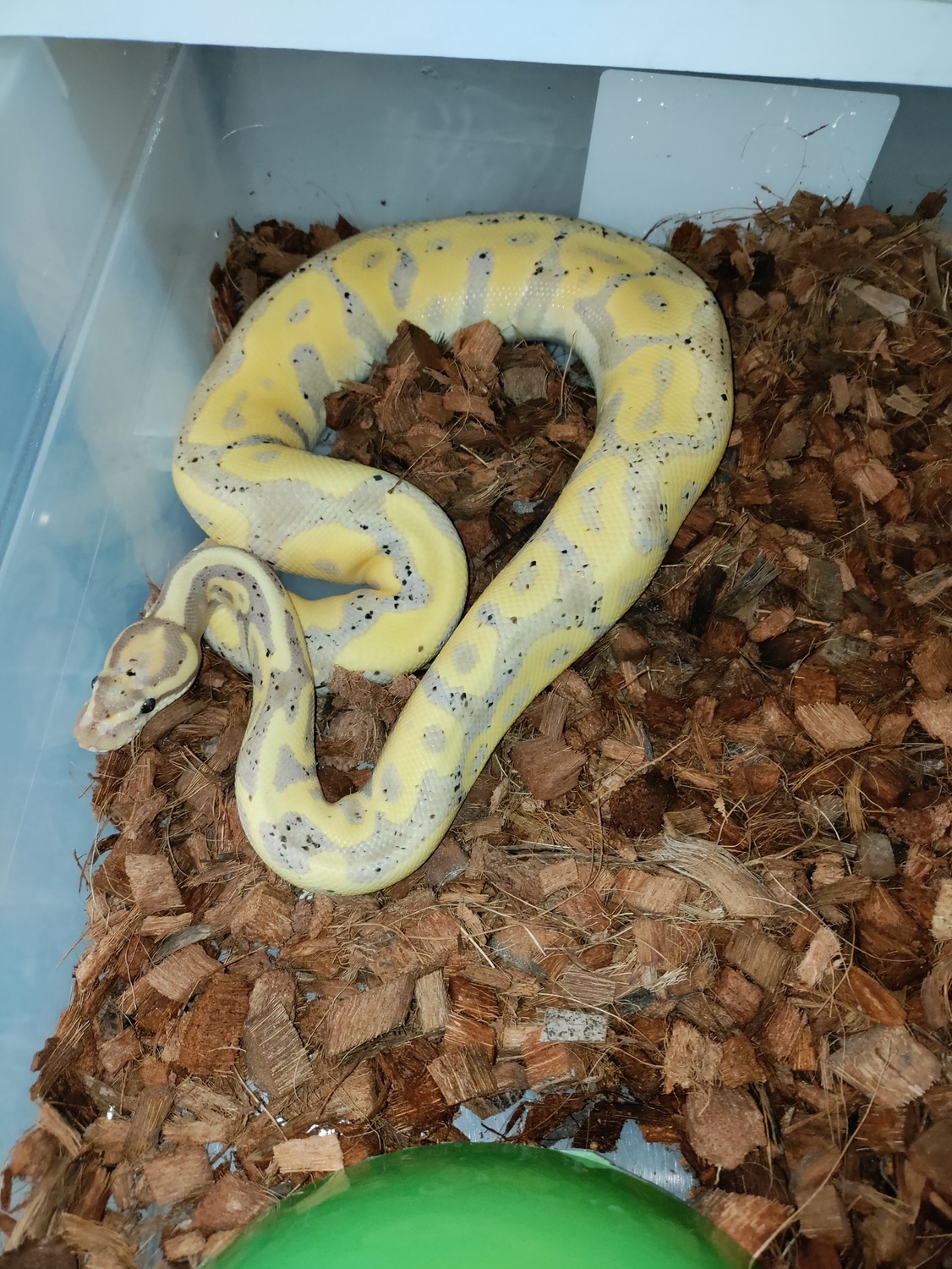 Banana Leopard Het Clown Ball Python by RichsBallPythons - MorphMarket