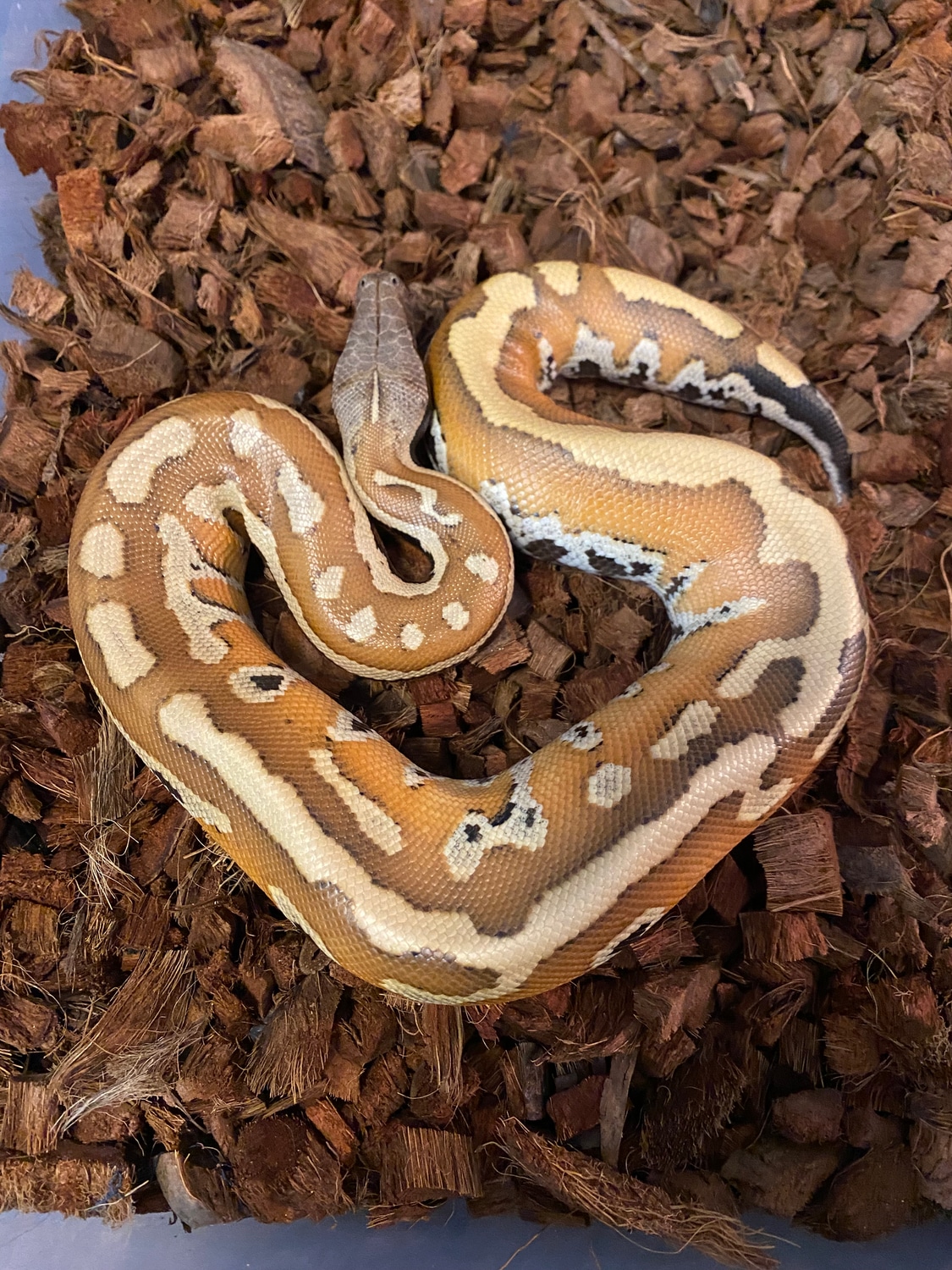 Blood Python by Rick’s Blood and Ball Pythons - MorphMarket