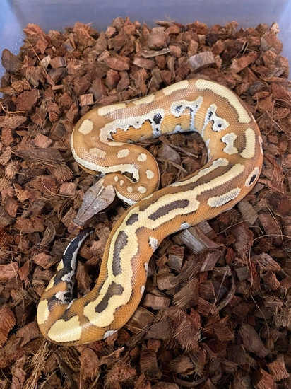 Blood Python by Rick’s Blood and Ball Pythons