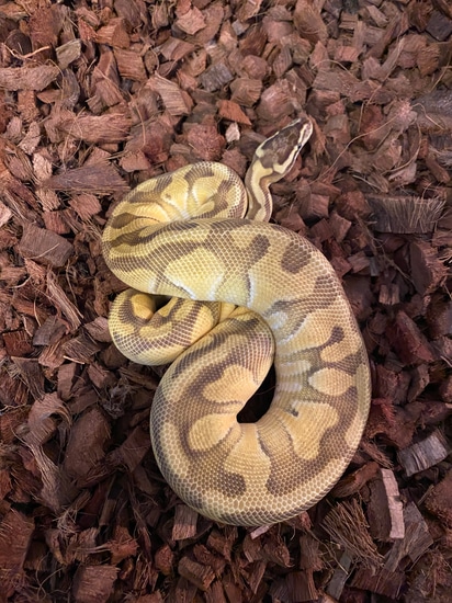 Pastel Fire Butter Enchi Ball Python by Rick’s Blood and Ball Pythons