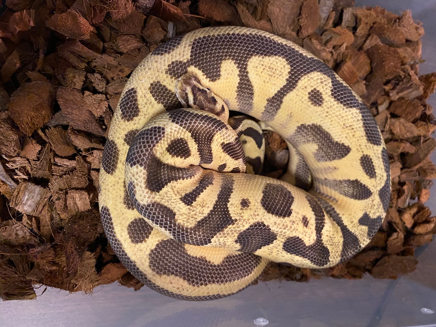 Pastel Enchi Leoprad Fire Ball Python by Rick’s Blood and Ball Pythons ...