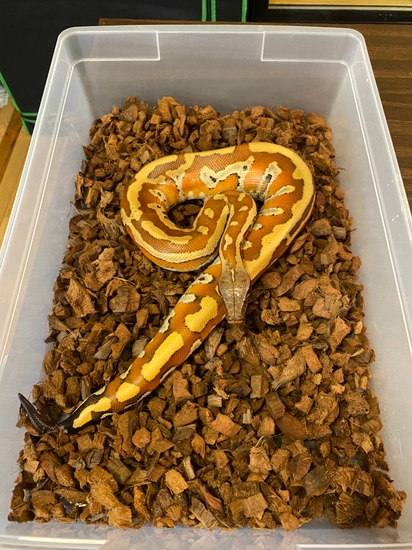 Red Blood Python by Rick’s Blood and Ball Pythons
