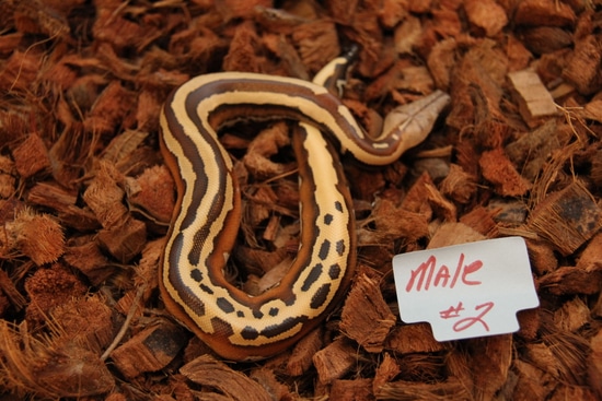 Slackline Level 2 Blood Python by Rick’s Blood and Ball Pythons