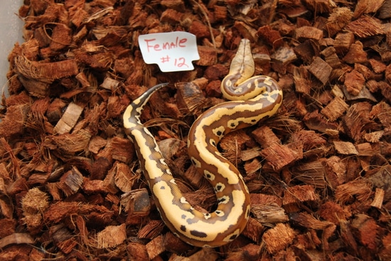 Slackline Level 2 Blood Python by Rick’s Blood and Ball Pythons