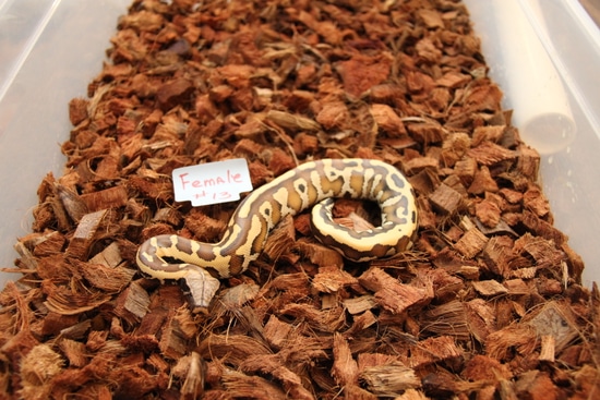 Slackline Level 2 Blood Python by Rick’s Blood and Ball Pythons