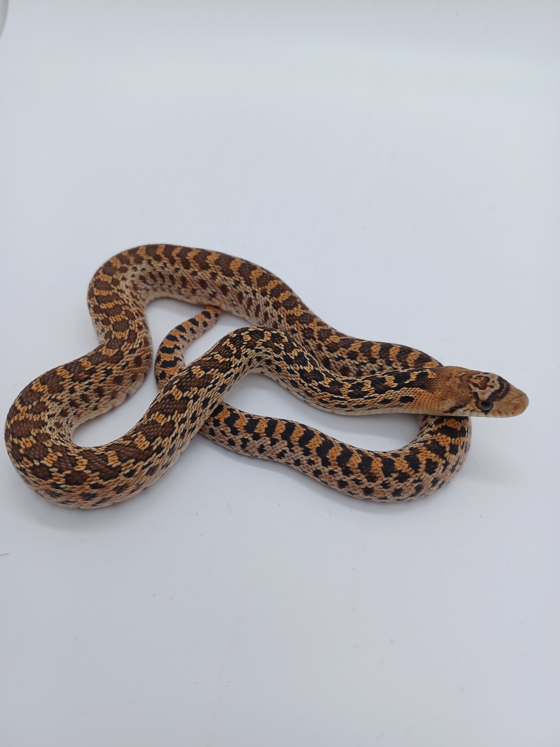 San Diego Gophers Double Albino Line Gopher Snake by Painted Serpents ...