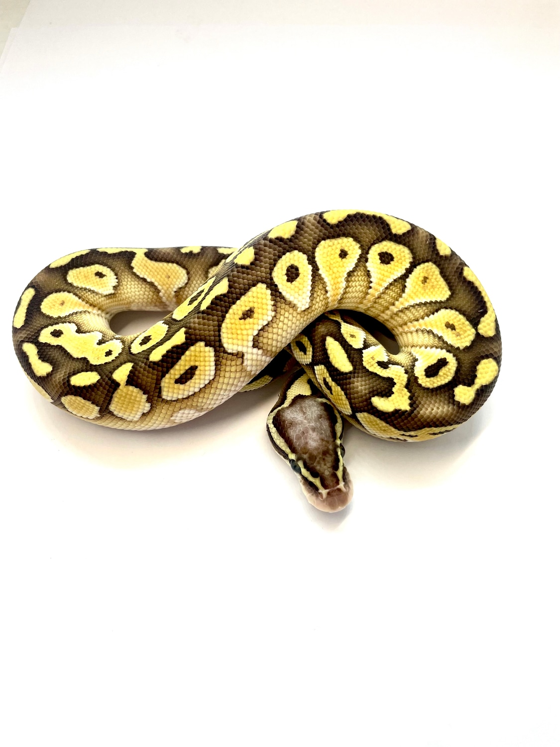 Pastel Lesser 100% Het Clown Ball Python by Ricketts Reptiles - MorphMarket