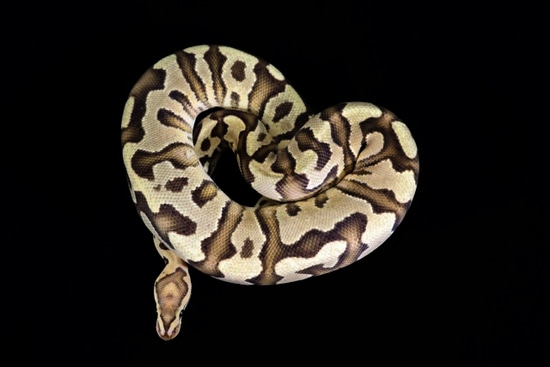 Fire Yellowbelly Triple Het Cryptic/Clown/DG 50% Het Hypo Female Ball ...