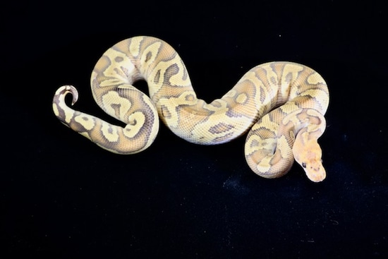 Cypress Fire Yellowbelly Clown Ball Python Male by Ricketts Reptiles LLC