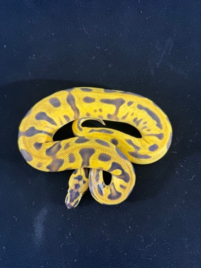Leopard Yellow Belly Enchi Orange Dream Pastel Het Clown Ball Python by ...