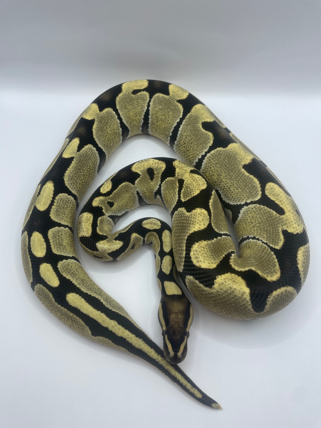 Desert Ghost Ball Python by The royal river - MorphMarket