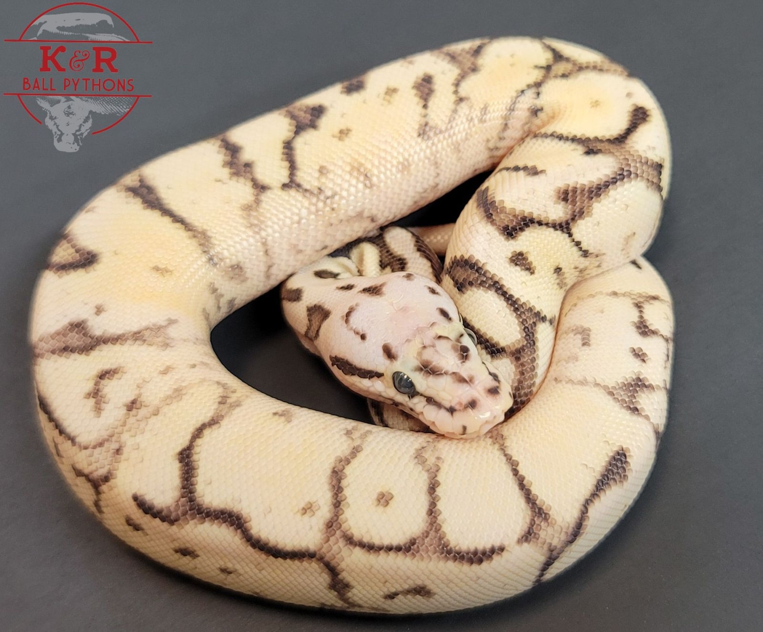 Fire Bee Yb Het Vpi Axanthic Ball Python by K&R Ball Pythons - MorphMarket