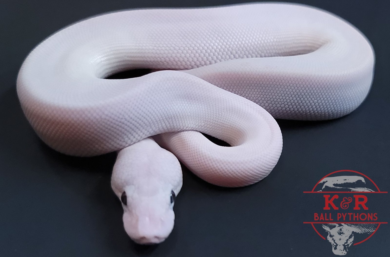 BEL ( Mojave/lesser) Pos Pastel Ball Python by K&R Ball Pythons ...