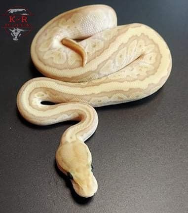 Banana Kingpin Ghost Ball Python by K&R Ball Pythons - MorphMarket