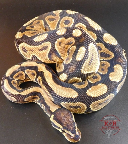 Yellowbelly Or Gravel Ball Python by K&R Ball Pythons