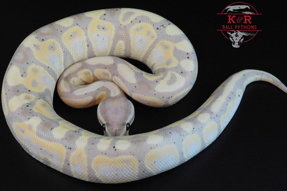 Banana Yellowbelly Orange Dream Poss Calico Ball Python by K&R Ball ...