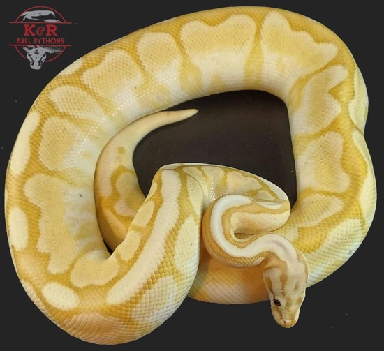 Banana OD YB Lesser Spider Ball Python by K&R Ball Pythons