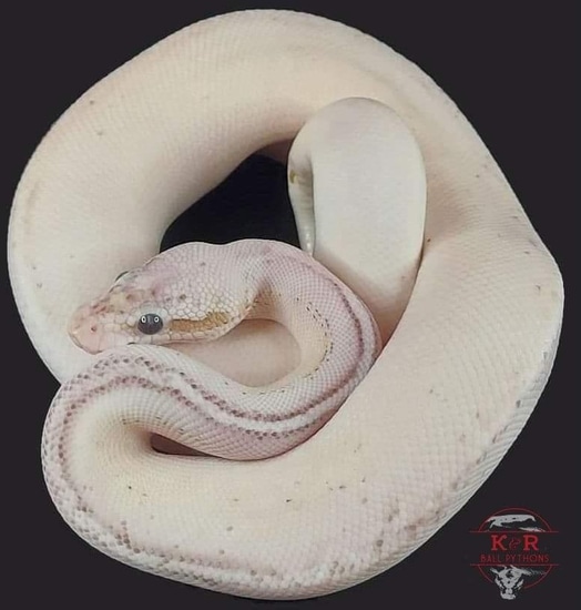 Super Pastel Cinnamon Freeway Ball Python by K&R Ball Pythons