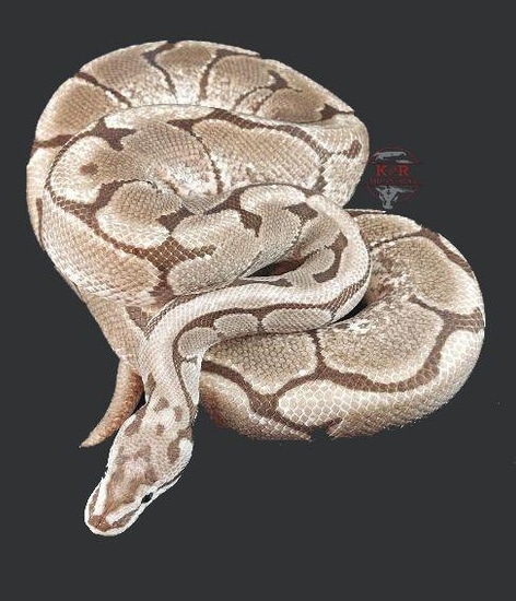 Fire Spider Vpi Axanthic Ball Python by K&R Ball Pythons