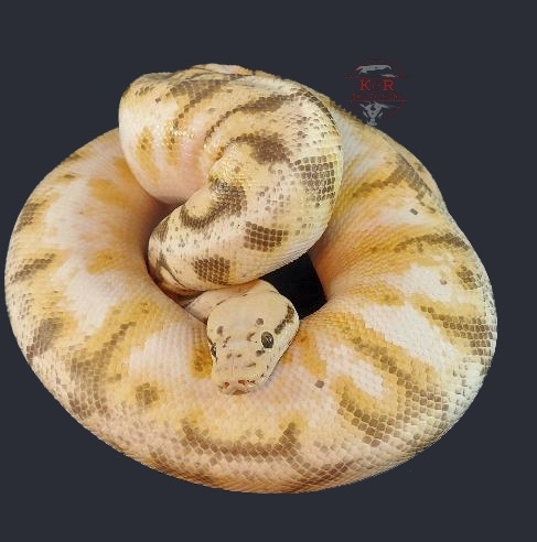 Killer Bee Calico Ball Python by K&R Ball Pythons