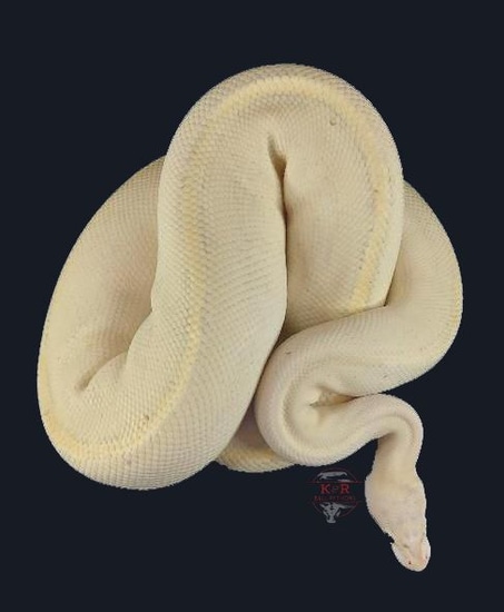 Puma Ball Python by K&R Ball Pythons