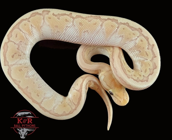 Banana Lesser Pinstripe 66% Het Hypo Ball Python by K&R Ball Pythons