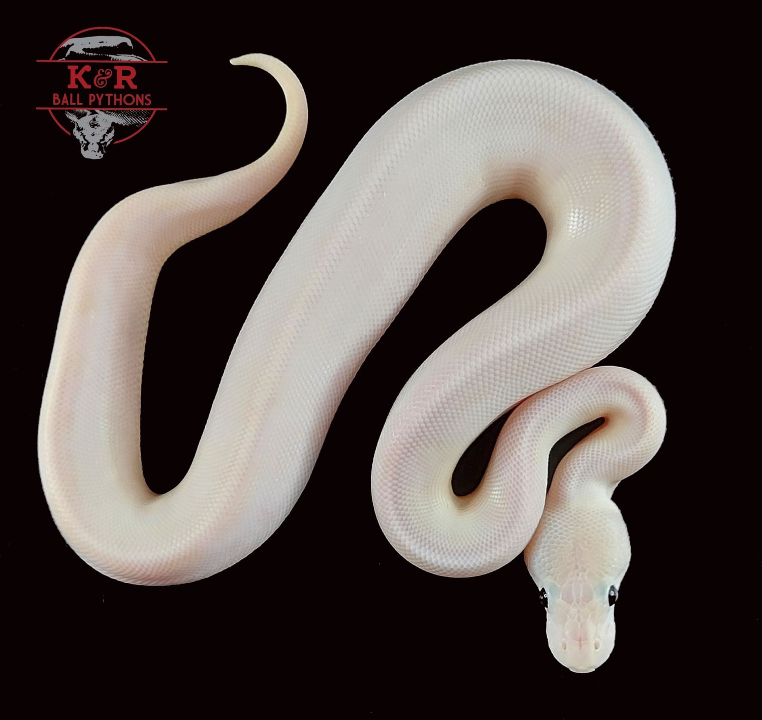Banana Ivory Poss OD Enchi Flame Lesser Ball Python by K&R Ball Pythons ...