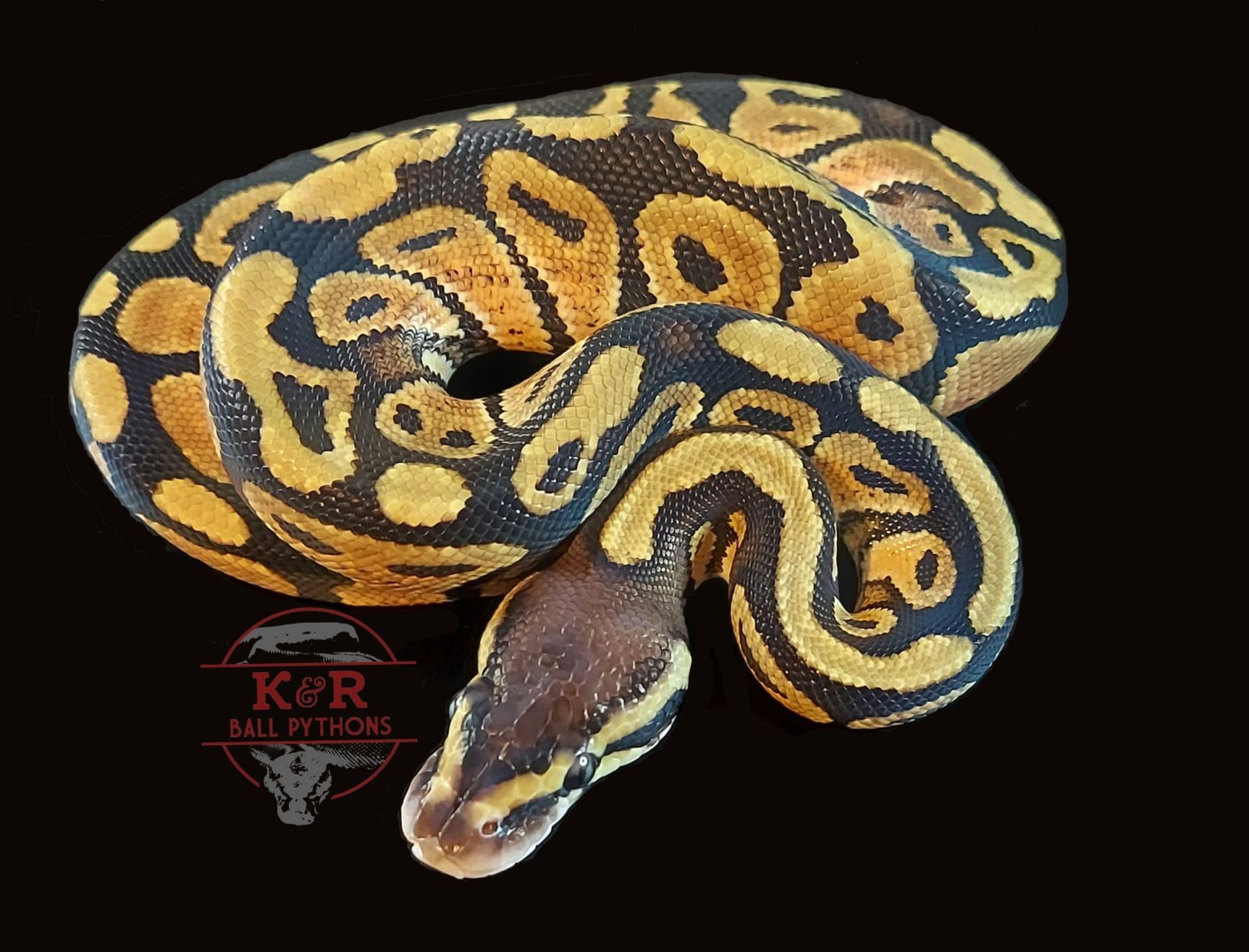 Pastel Ball Python by K&R Ball Pythons - MorphMarket
