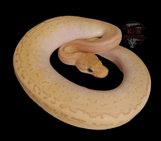 Banana Pastel Lesser Pin 66% Het Hypo Ball Python by K&R Ball Pythons