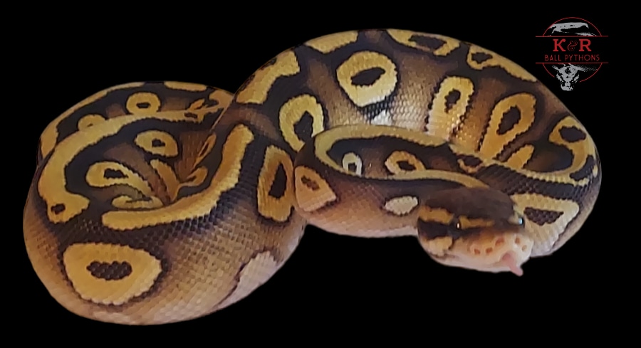 Mojave Ball Python by K&R Ball Pythons - MorphMarket
