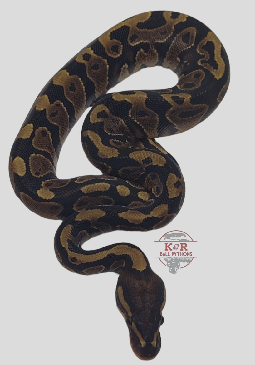 Asphalt Or Yellow Belly Ball Python by K&R Ball Pythons - MorphMarket